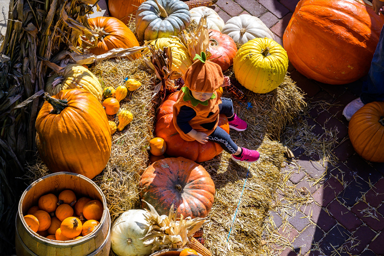 Fall Fest - Chicago on the Cheap